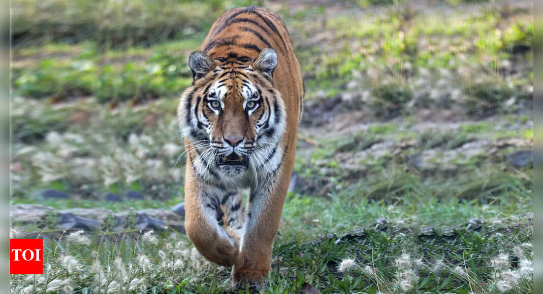 'Problem tigers must be killed to save the tiger as a species' - Times ...