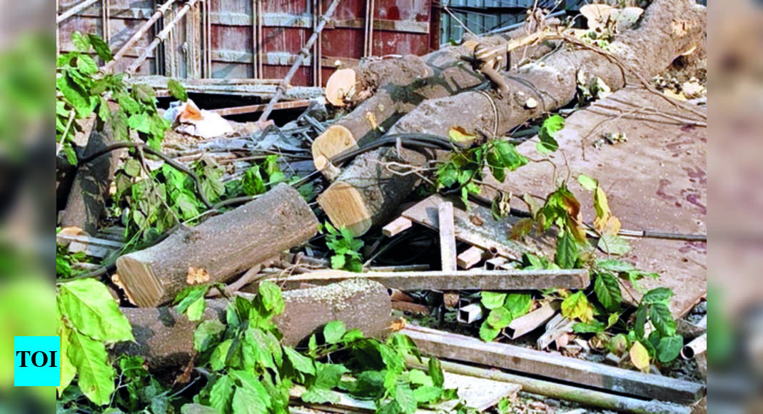 Vashi: Tree Axed In Vashi, Civic Body Says Permission Taken | Navi ...