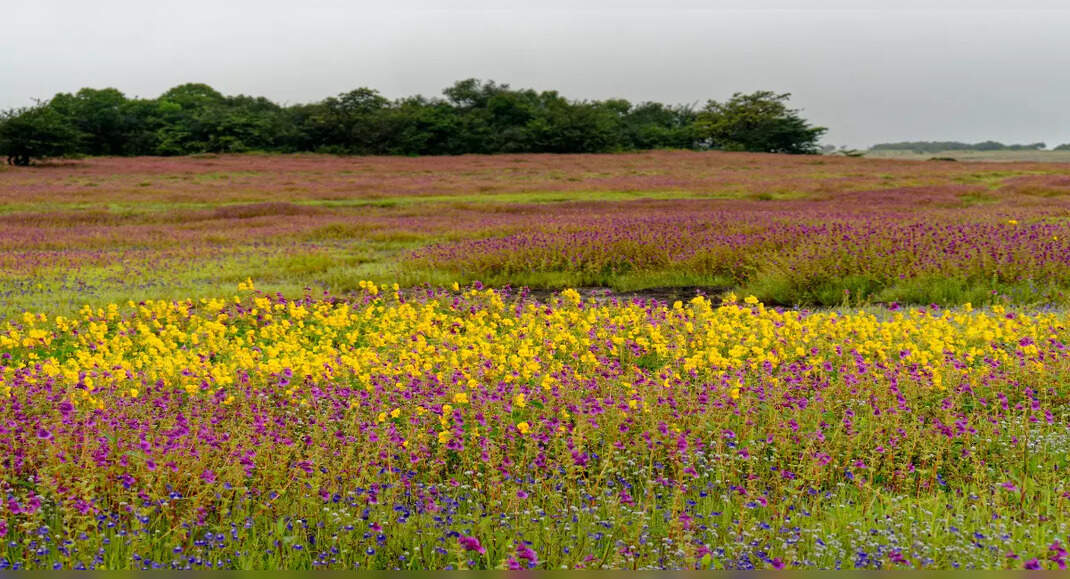 Exploring nature’s bounty in Satara district in Maharashtra | TimesTravel
