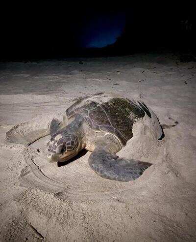 At home in Ashvem, Olive Ridley turtles lay 1,000 eggs | Goa News ...