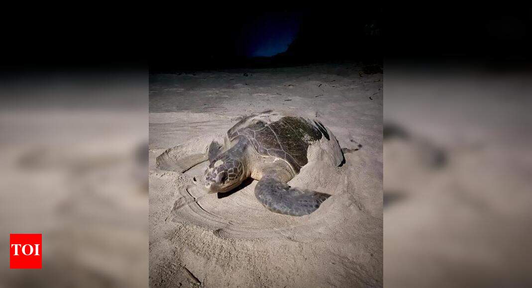 At home in Ashvem, Olive Ridley turtles lay 1,000 eggs | Goa News ...