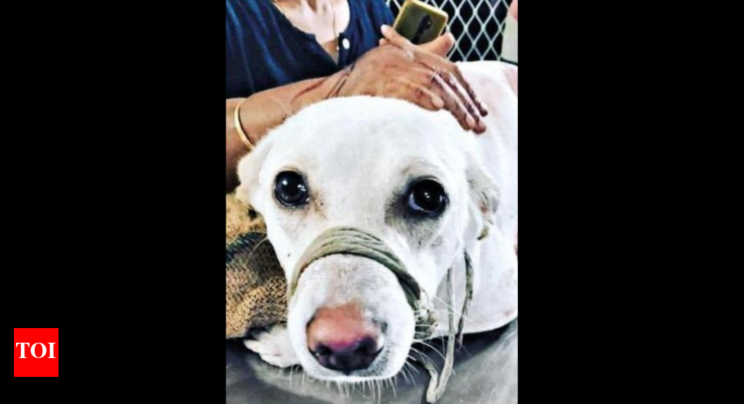 Dog with 9 lives: Impaled by rod, TN stray lives to tell the ‘tail ...