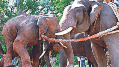 Elephant taskforce to be set up in Chamarajanagar district | Mysuru ...