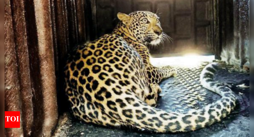 Leopard trapped, 400m from fatal attack spot in Maharashtra | Pune News - Times of India