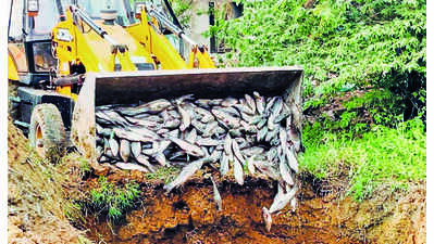 Over 4,000kg Rotten Fish Seized In City | Kochi News - Times of India