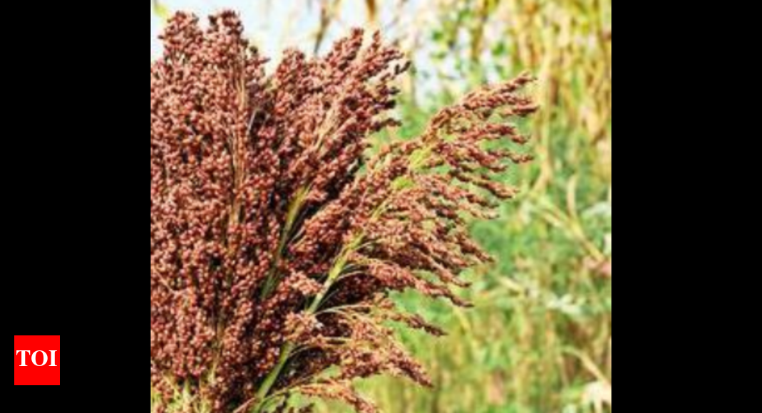 Millet Production In 3 Years: Hry Ranks 4th, Pb At Bottom | Chandigarh ...