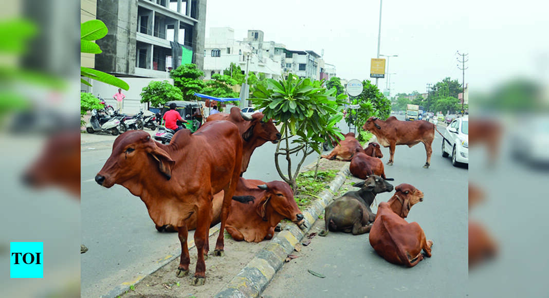 Animal Welfare Board Of India: Cow Hug Day: Animal Welfare Board of ...