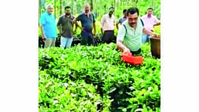 Hul, Nrb Eye Quality Push For Small Tea Growers | Kolkata News - Times ...