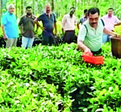 Hul, Nrb Eye Quality Push For Small Tea Growers | Kolkata News - Times ...