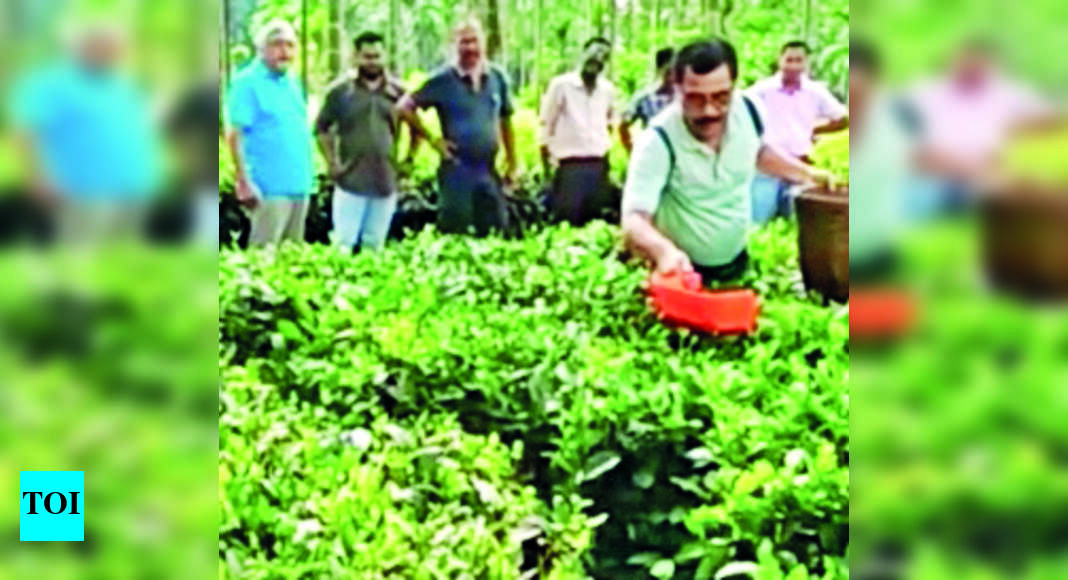 Hul, Nrb Eye Quality Push For Small Tea Growers | Kolkata News - Times ...