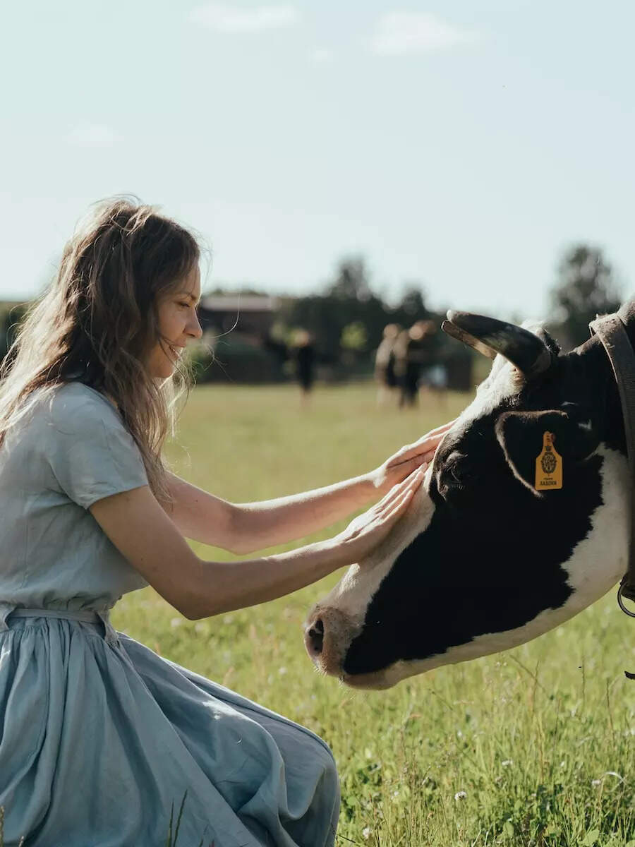 Cow Hug Day: Importance of Cow & Why It's Worshipped | Times of India