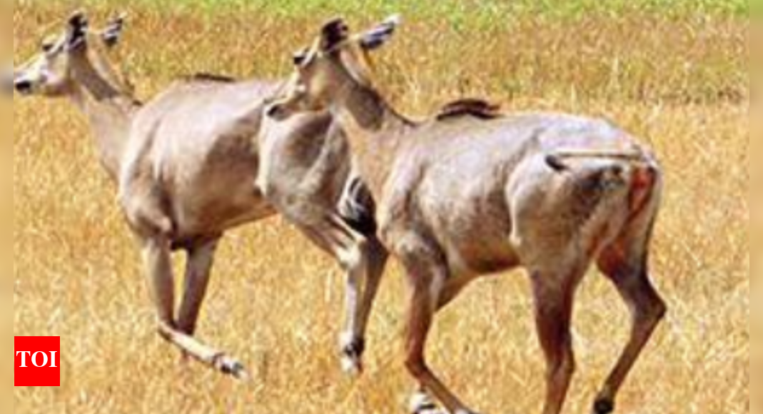 5 nilgais electrocuted in Madhya Pradesh's Bhind, farmer booked ...
