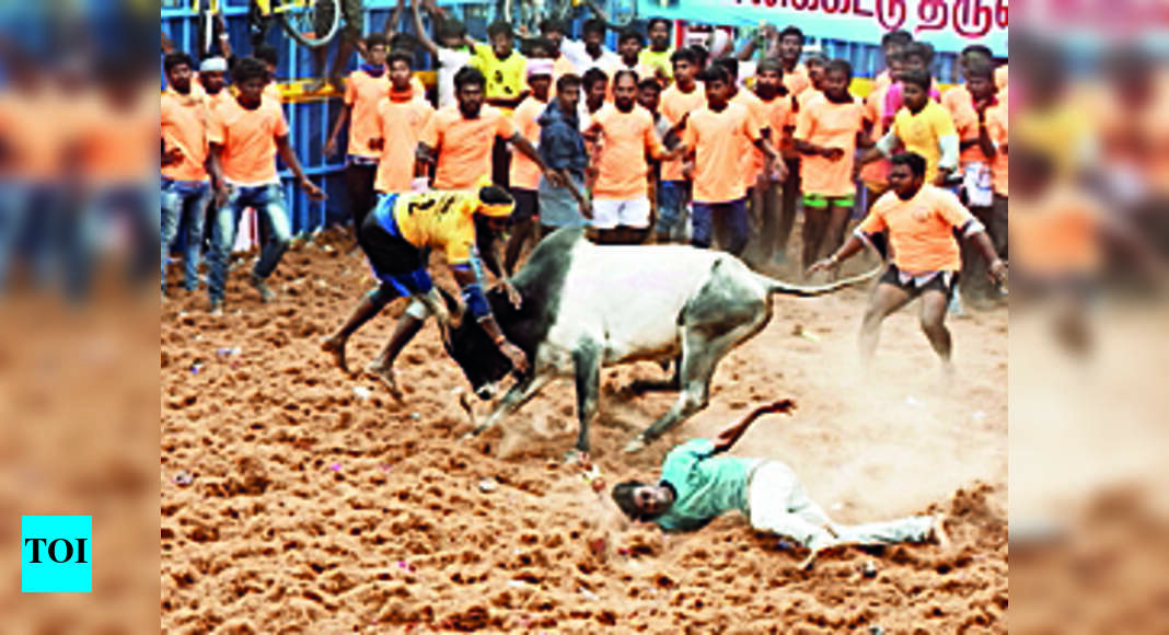 102 Humans, 20 Bulls Killed In Jallikattu Events Since 2017 | - Times ...