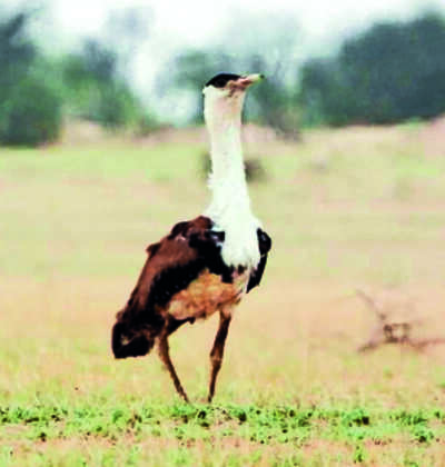 16k Bighas Allotted For Gib Conservation In Jaisalmer | Jaipur News ...