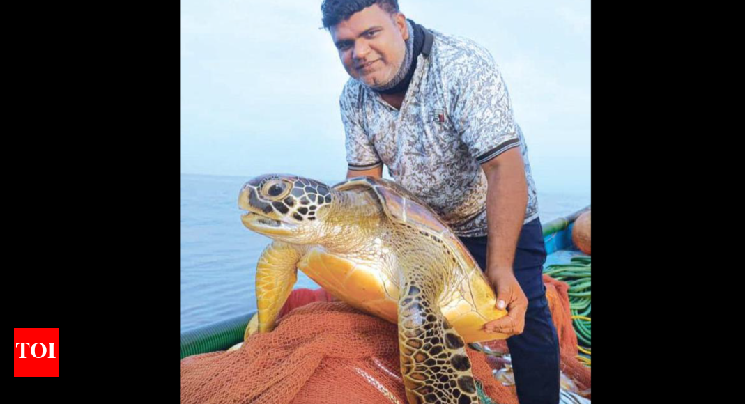 Green sea turtle trapped in net, fisherman sets it free in Goa | Goa ...