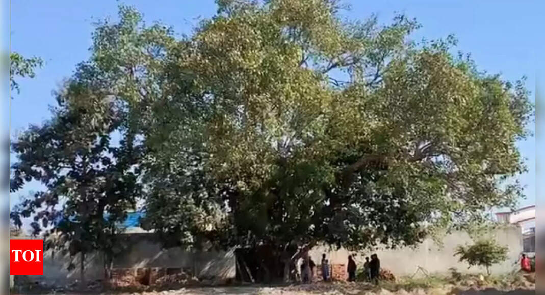 'Translocation of trees in Uttarakhand important step for environmental ...