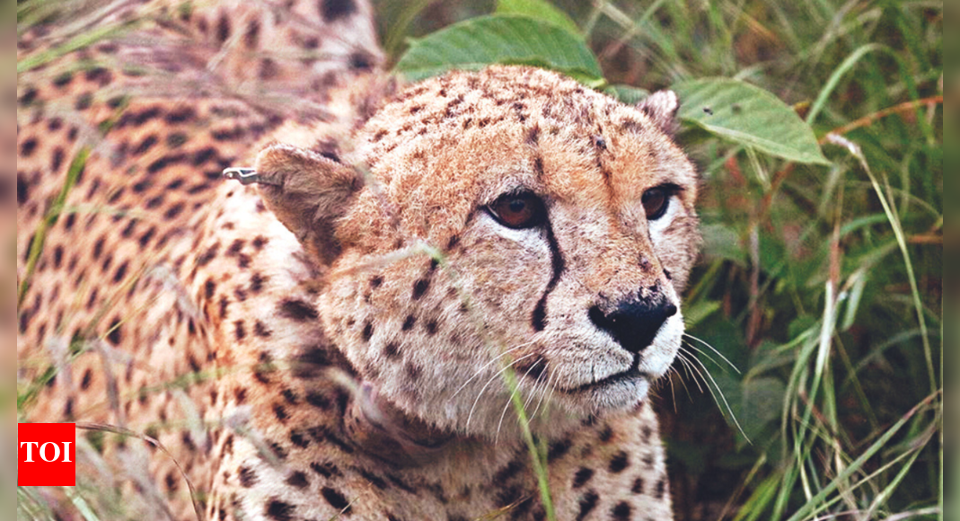Soon, cheetahs in the wild in Kuno National Park, for the first time in ...