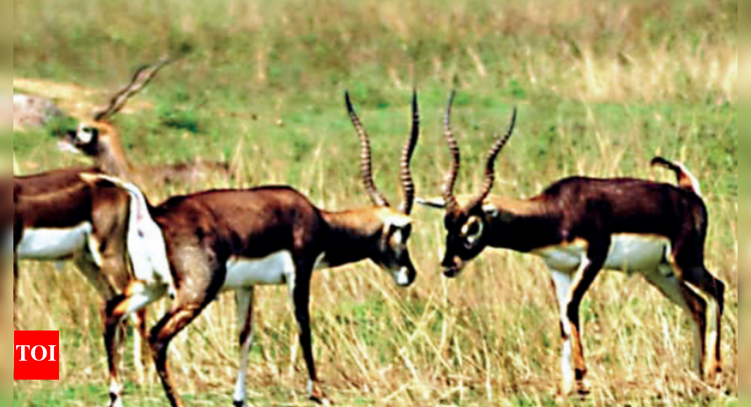 Ganjam: Blackbuck numbers rise by 387 in Ganjam | Bhubaneswar News ...