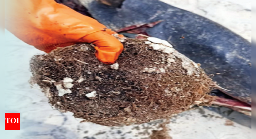 Rum labels, plastic in marine animals offer pollution proof in Goa ...