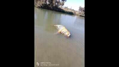 Tiger found dead in river, electrocution suspected | Nagpur News ...