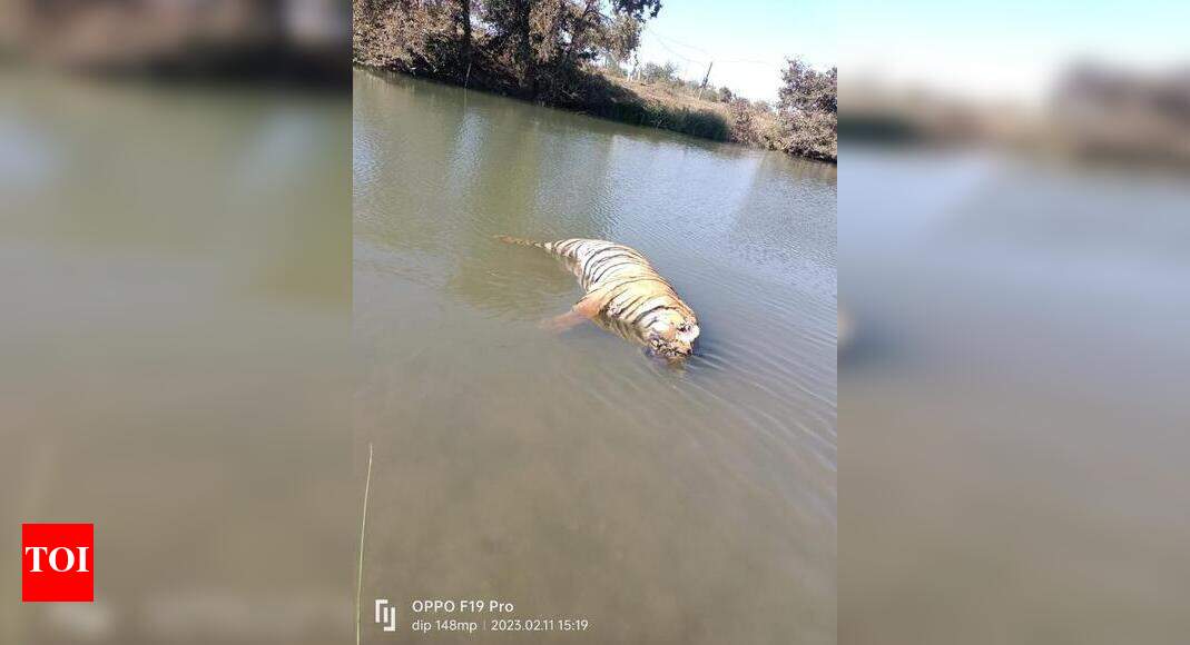 Tiger found dead in river, electrocution suspected | Nagpur News ...