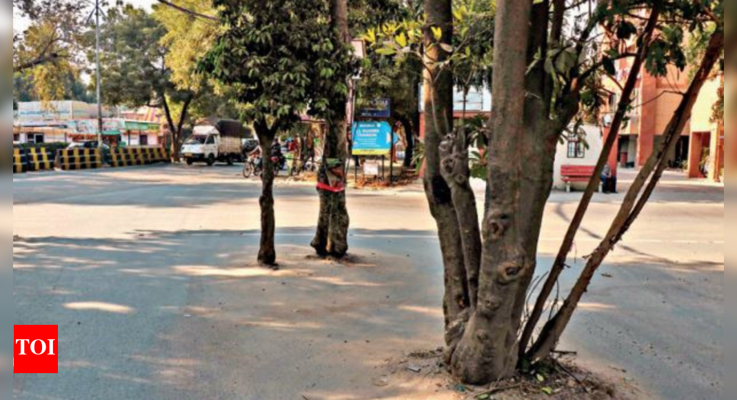 Gurgaon: Kids heard, concrete around 650 trees set to be removed ...