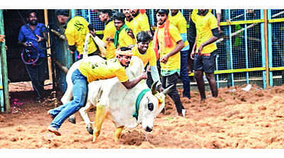 Jallikattu: 64 People Injured In 2 Jallikattu Events | Trichy News ...