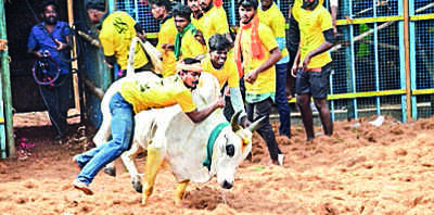 Jallikattu: 64 People Injured In 2 Jallikattu Events | Trichy News ...