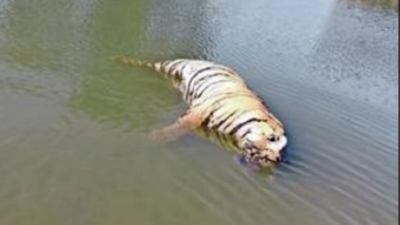 Tiger found dead in river, electrocution suspected in Maharashtra ...