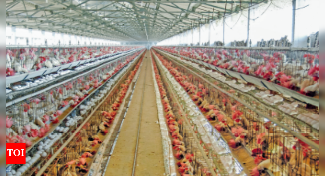 Too many eggs in one basket | Chennai News - Times of India