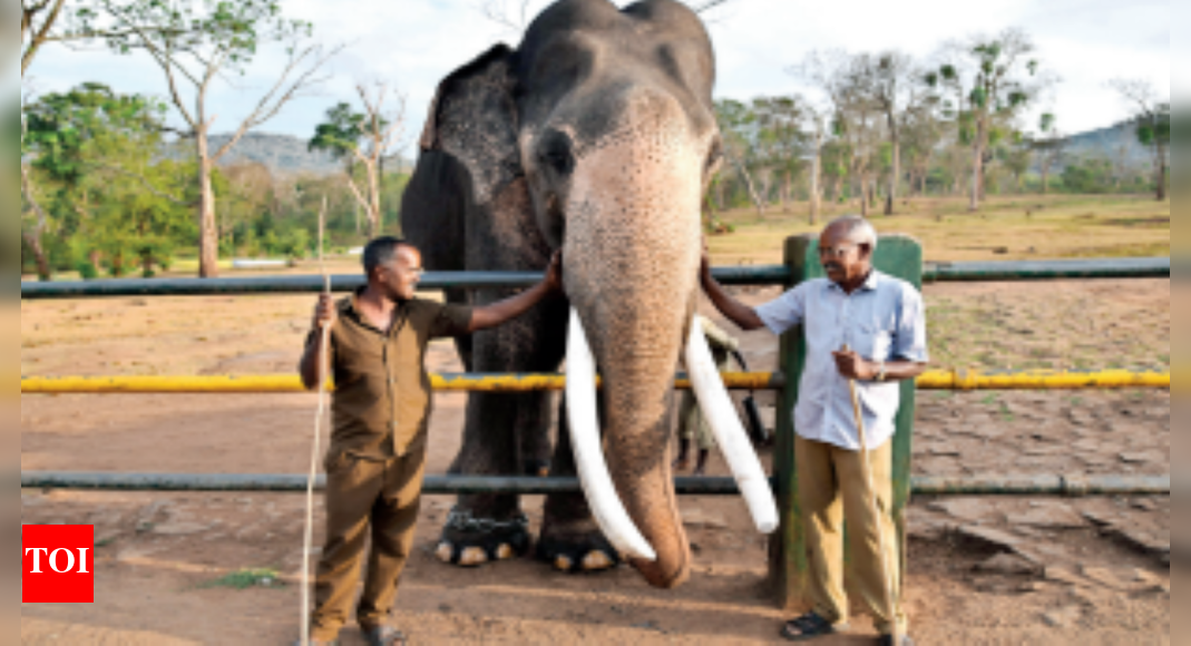 A mammoth story that began 113 years ago | Chennai News - Times of India