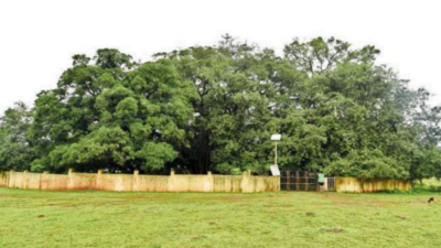 Tourism tag for banyan tree spread over one-and-a-half acres in Ajara ...