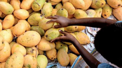 Mango Yield Likely To Be Above Avg This Season | Visakhapatnam News ...
