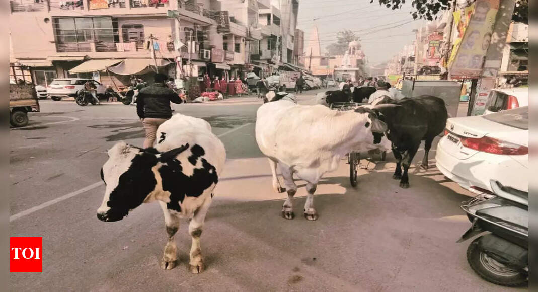 Cow Cess Unused, Stray Cattle Find No New Address | Ludhiana News ...