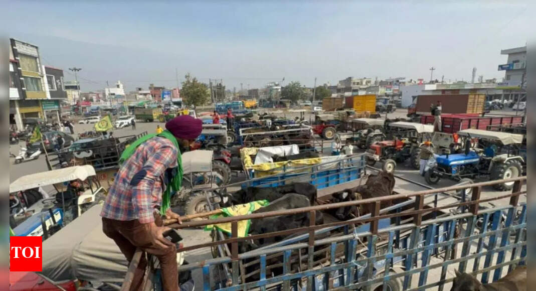 Farmers protest over stray cattle menace in Ambala, catch and load them ...
