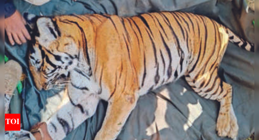 5 elephants, 150 Kodagu forest staff capture tiger that killed teenager ...
