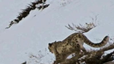 Hill tribes that once hunted elusive snow leopards now turn protectors ...