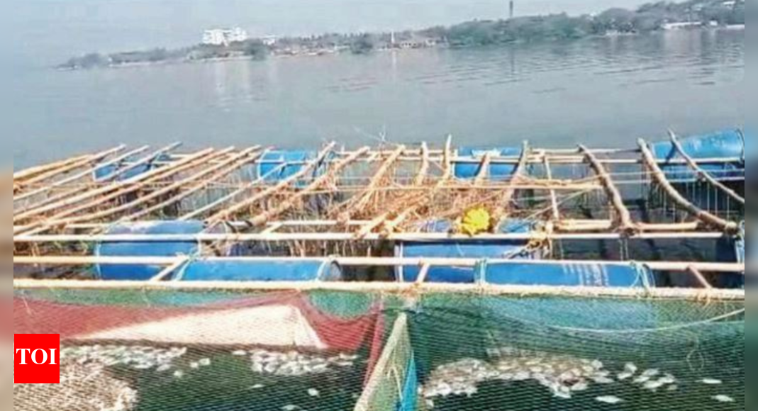 Pollution in Karnataka's Netravati River may threaten cage aquaculture ...
