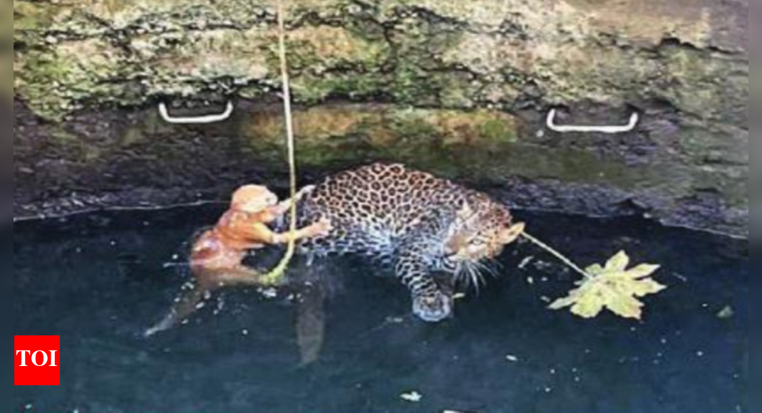 Cat and big cat trapped together in well for hours in Nashik, rescued ...