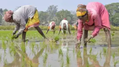 Paddy Farmers To Get 15,000/ha Incentive Bonus | Mumbai News - Times of ...