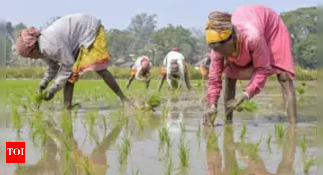 Paddy Farmers To Get 15,000/ha Incentive Bonus | Mumbai News - Times of ...