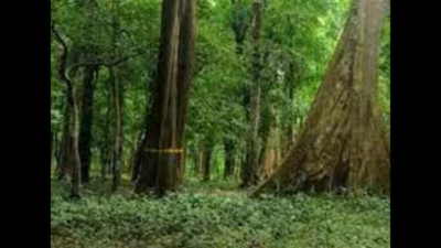 Eco panel to boost tourism activities in Uttarakhand's forest areas ...