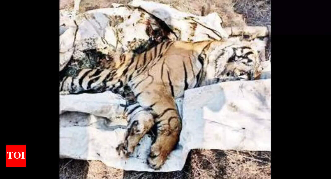 Tiger found dead in Kailadevi sanctuary in Rajasthan | Jaipur News ...