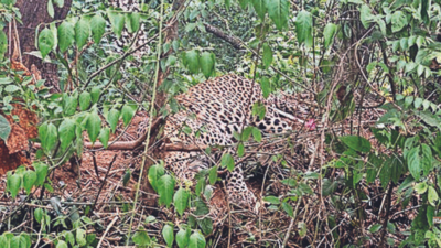 Karnataka: Snares could be silent killers for leopards along coast ...