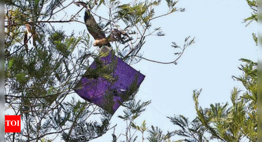 Manjha menace: In Okhla sanctuary, kite threads turn death traps for ...