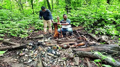 Three forest officials arrested for murder of lone eyewitness in ...