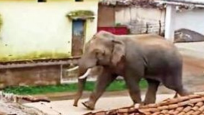Elephant tramples 3 to death during 'yajna' in Gorakhpur | Lucknow News ...