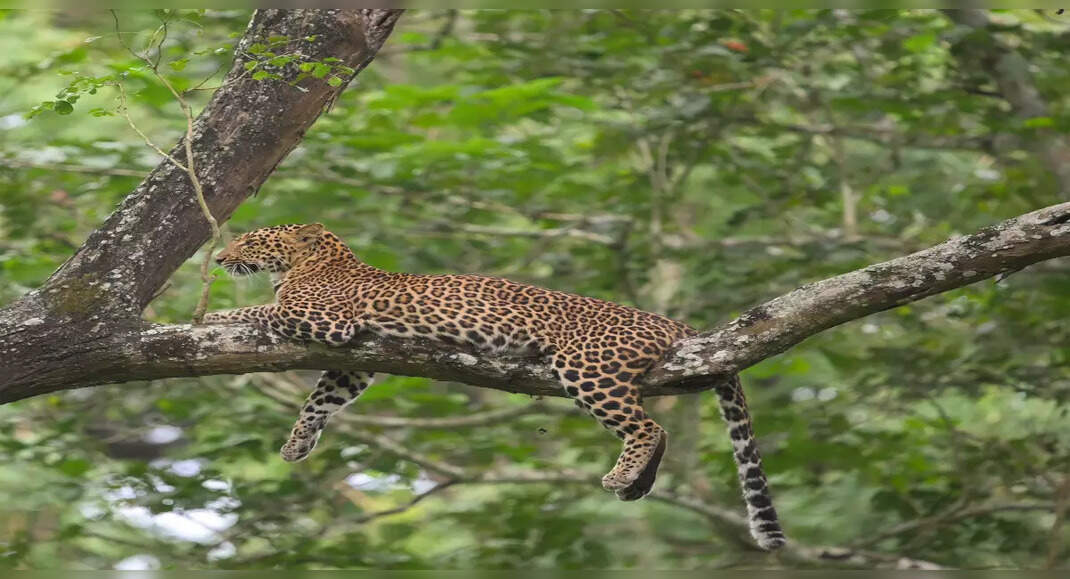 A beginner’s guide to Kabini | Times of India Travel