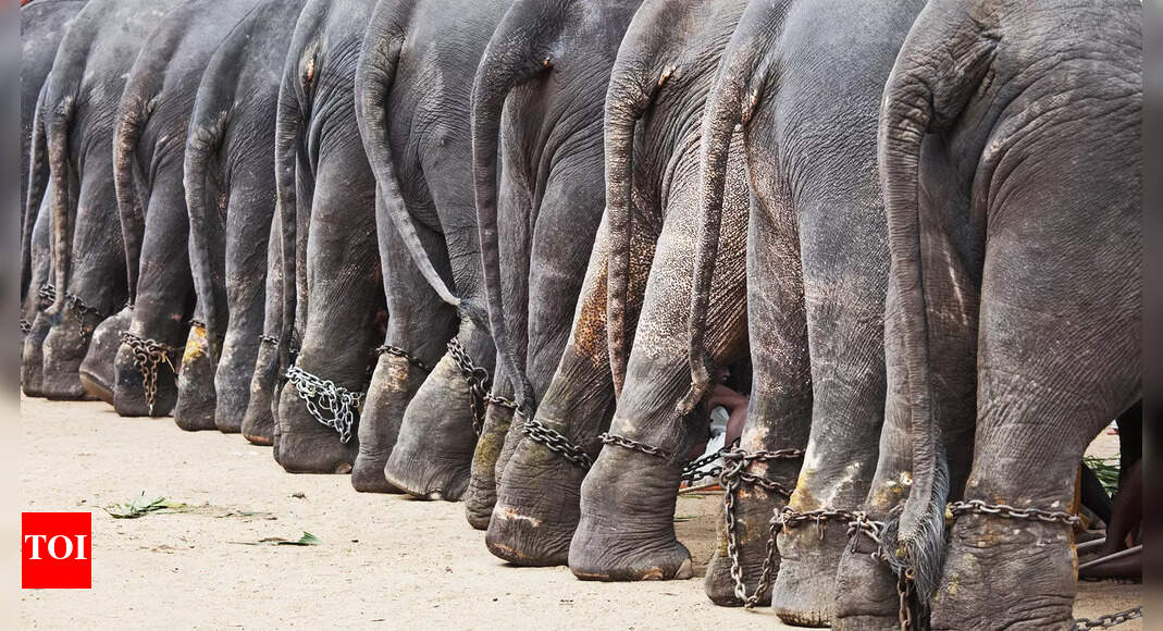 Why animals should have human rights - Times of India