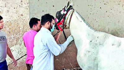 Glanders Disease: Samples Of 45 Horses, One Man Collected | Surat News ...